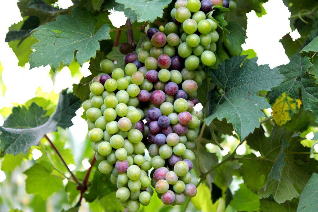 All-Natural Aged White Balsamic Vinegar - The Urban Vine